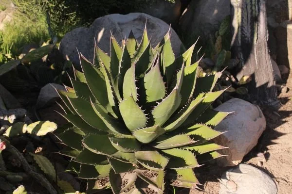 Agave shawii — Plantas Nativas de la Baja