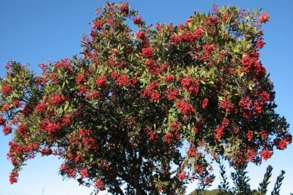 Toyón — Plantas Nativas de la Baja