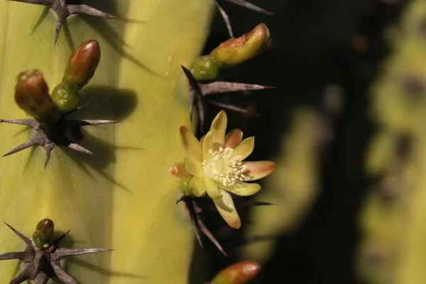 Cochal — Plantas Nativas de la Baja