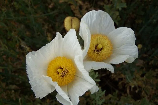 Amapola Romneya — Plantas Nativas de la Baja