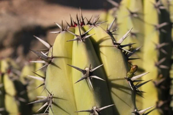 Cochal — Plantas Nativas de la Baja