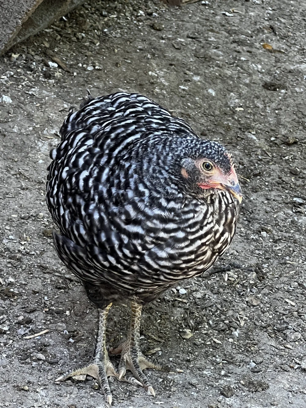 Store 1 — Scott Valley Poultry Farm