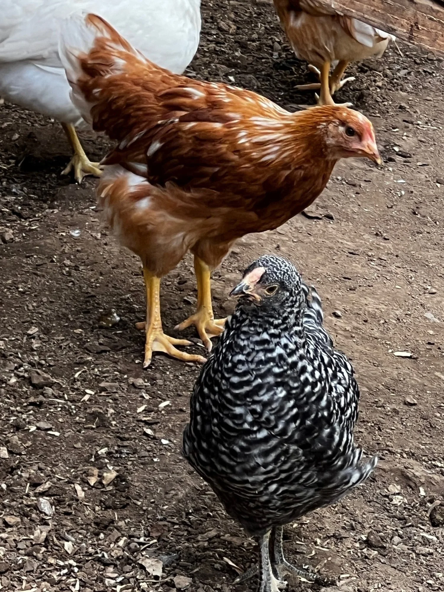 Scott Valley Poultry Farm