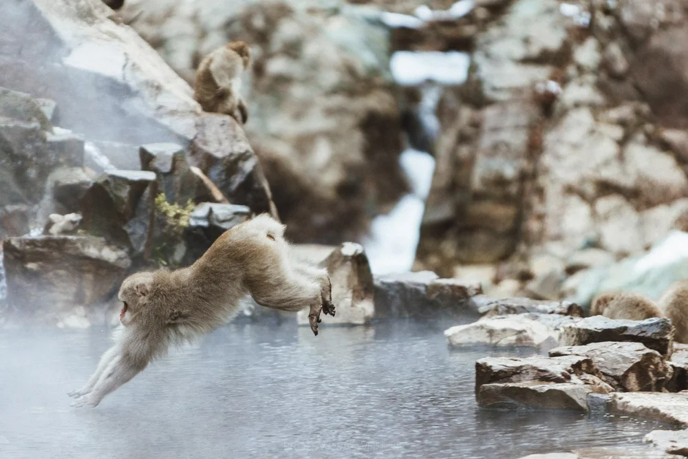 Jigokudani Yaen Koen: A day trip to Japan’s Snow Monkey Park — Bronwyn ...
