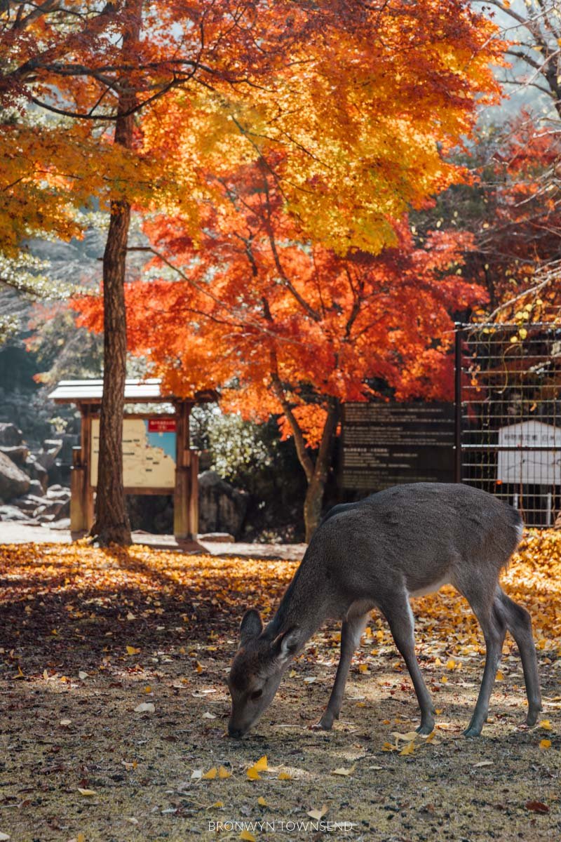 Miyajima Island day trip from Hiroshima | Japan’s shrine island ...