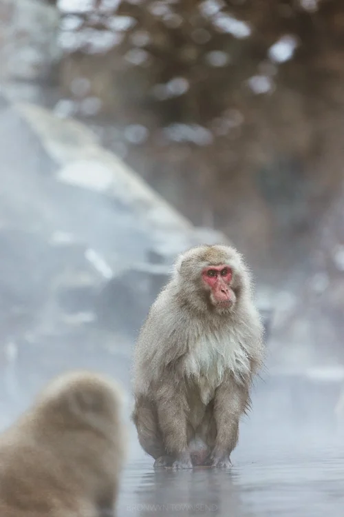 Jigokudani Yaen Koen: A day trip to Japan’s Snow Monkey Park — Bronwyn ...