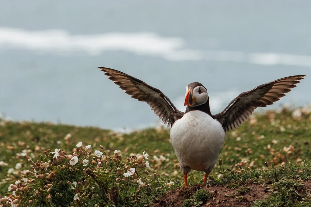 How to see puffins on Skomer Island in Wales [2023 update] — Bronwyn ...