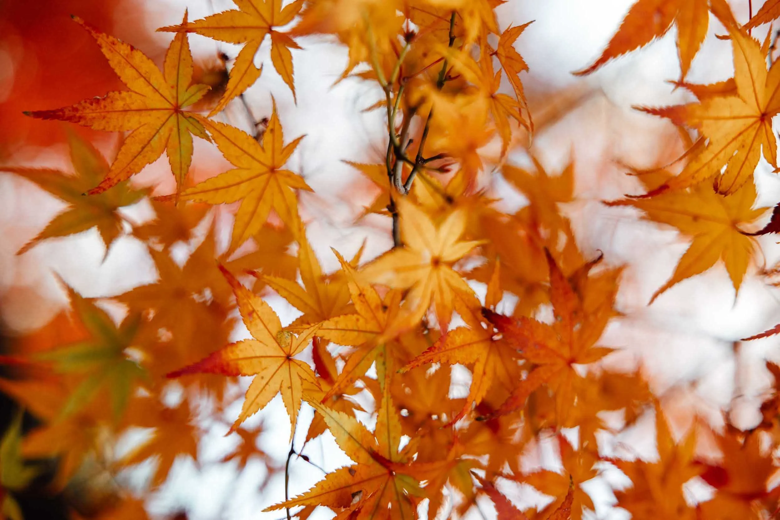 Japan autumn packing list: What to wear in fall — Bronwyn Townsend