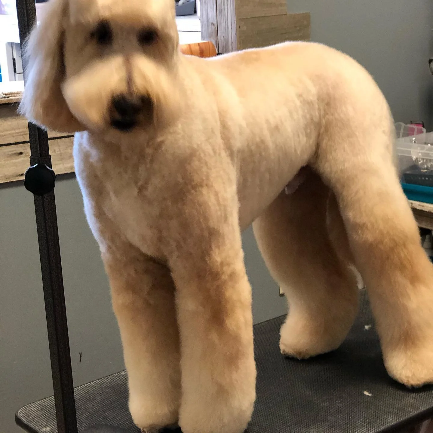 Spaw Day Mobile Grooming