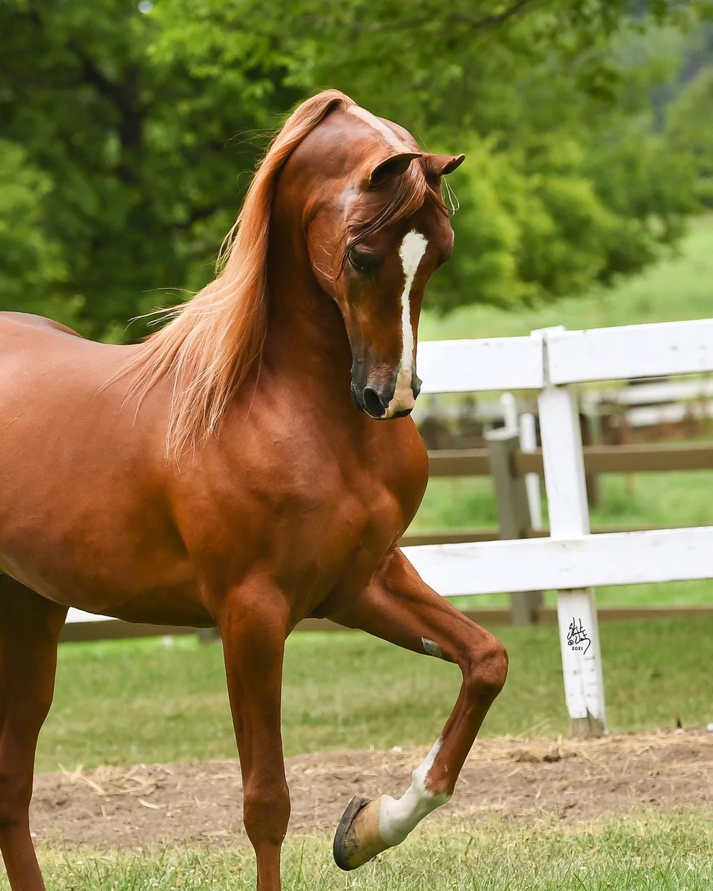 Stallions — ChriShan Park