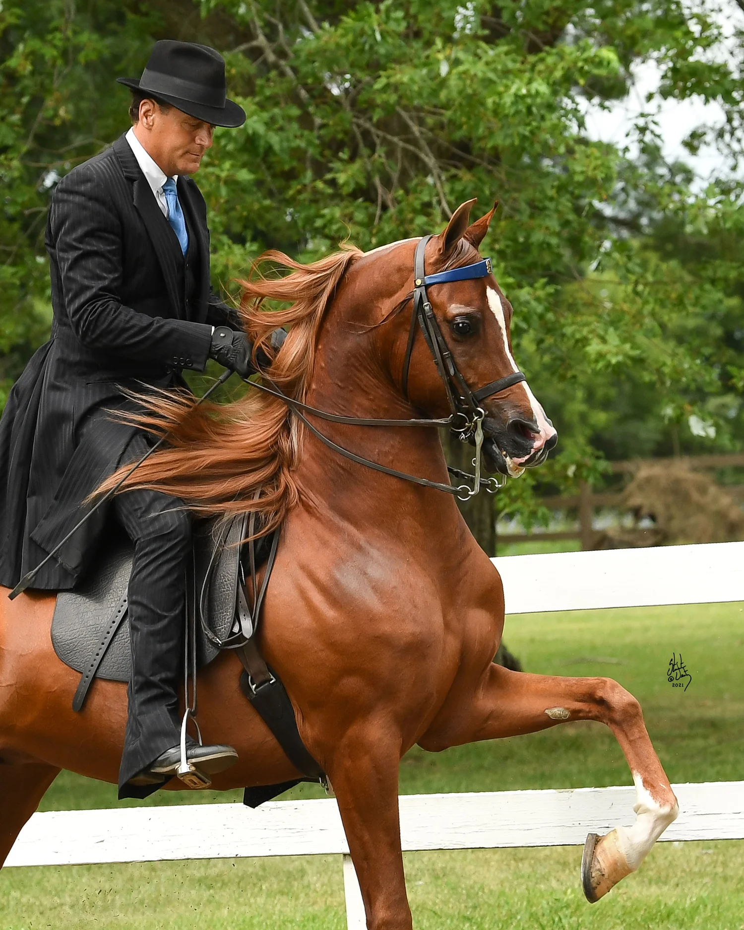 Stallions — ChriShan Park