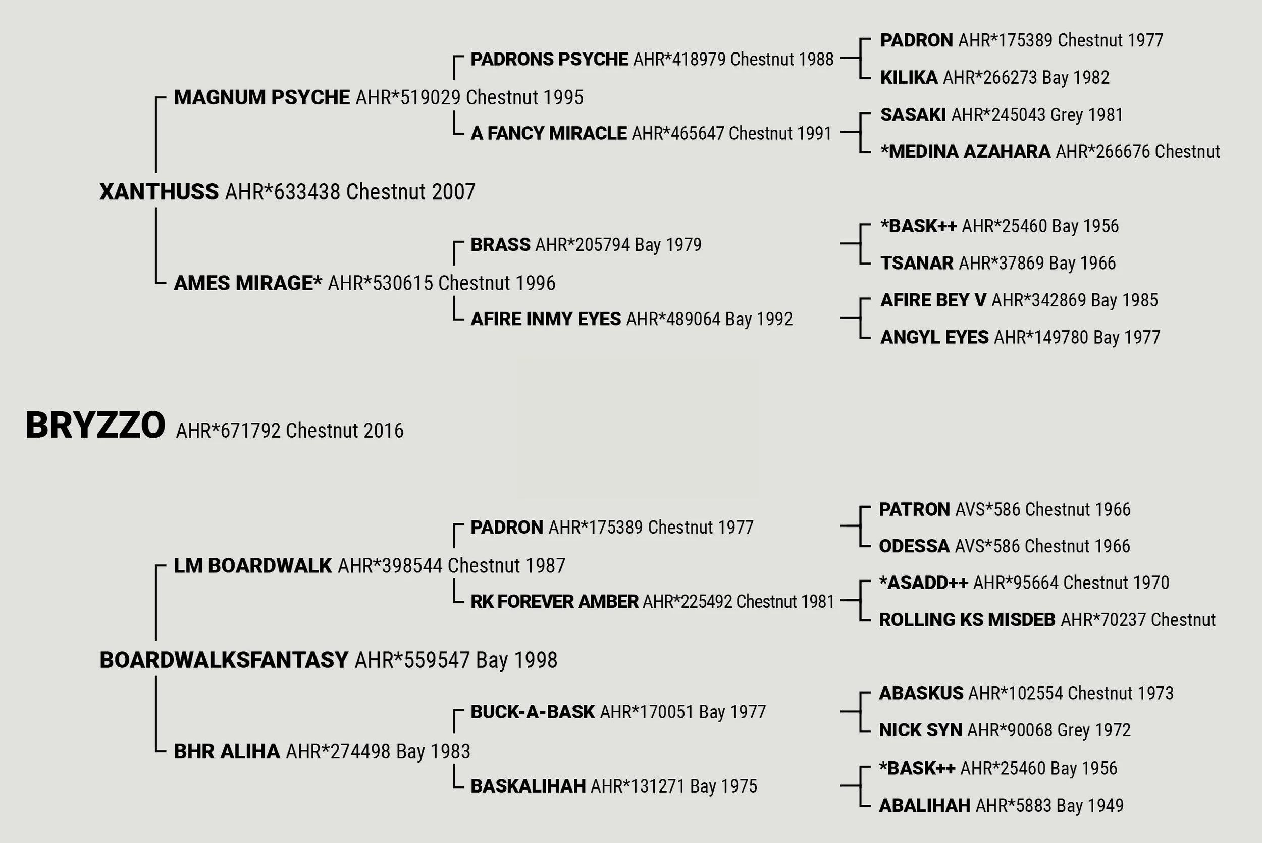 Stallions — ChriShan Park