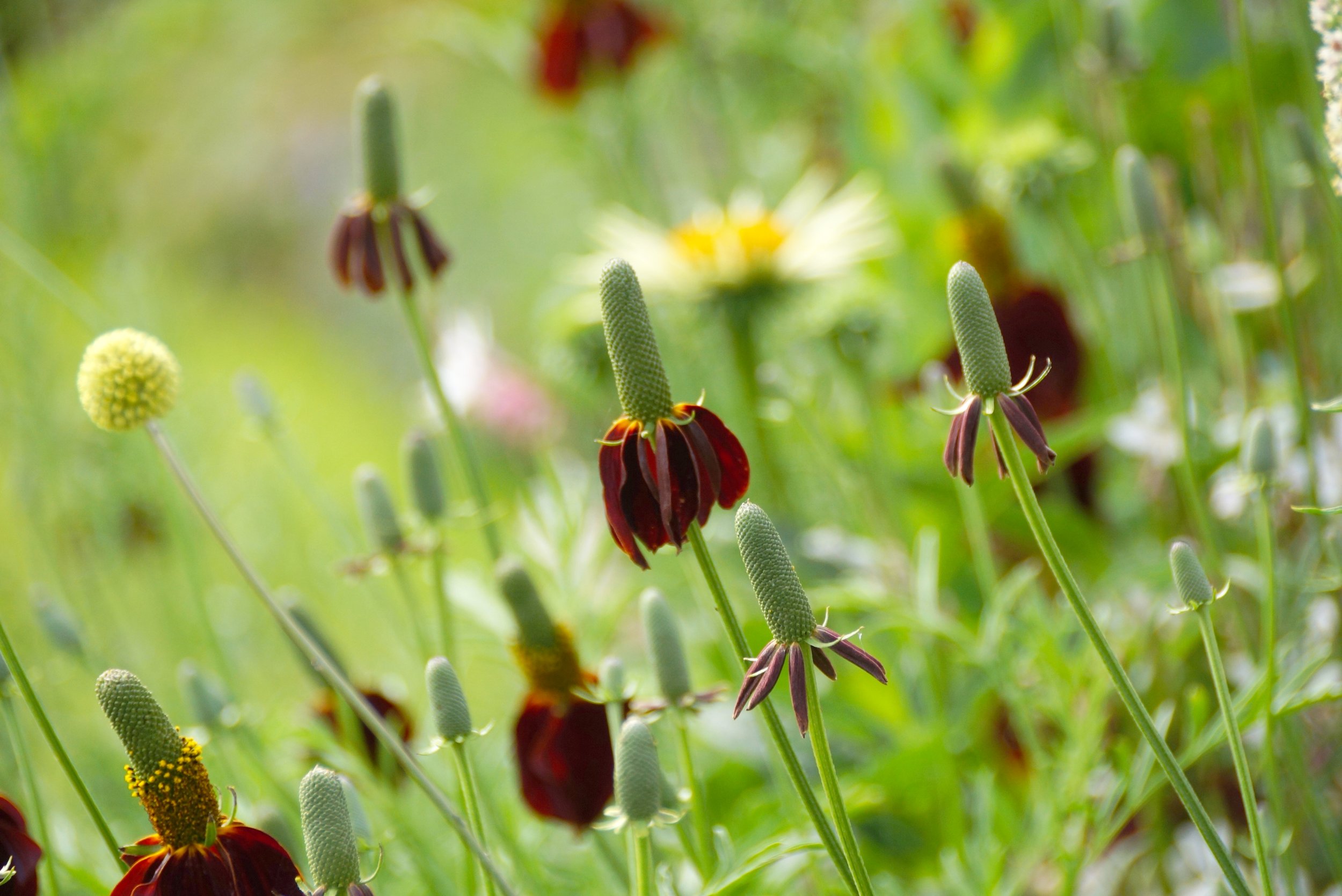 Summer dry explained — Blue House Amberley