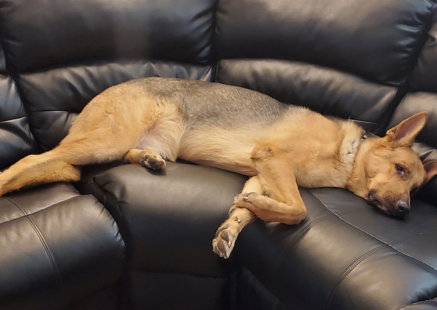 Paws On Point Grooming Las Vegas - Grooming Homepage