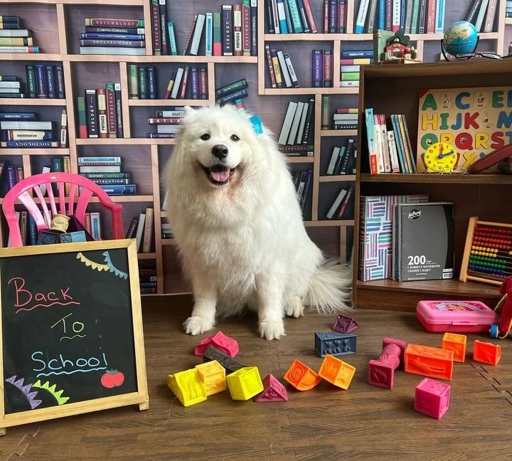 Training — Just Fur Fun