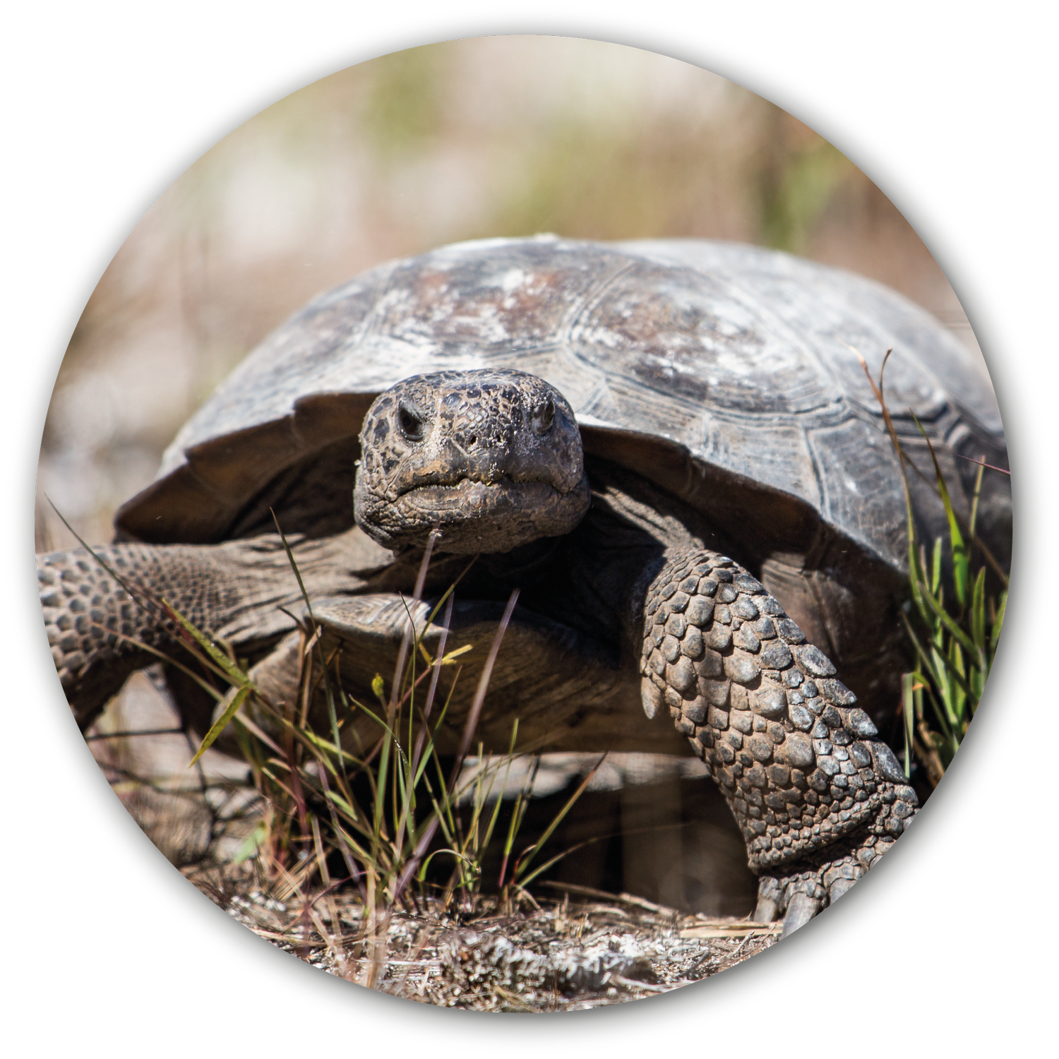 Tortoise Fencing — Animex Wildlife Fencing