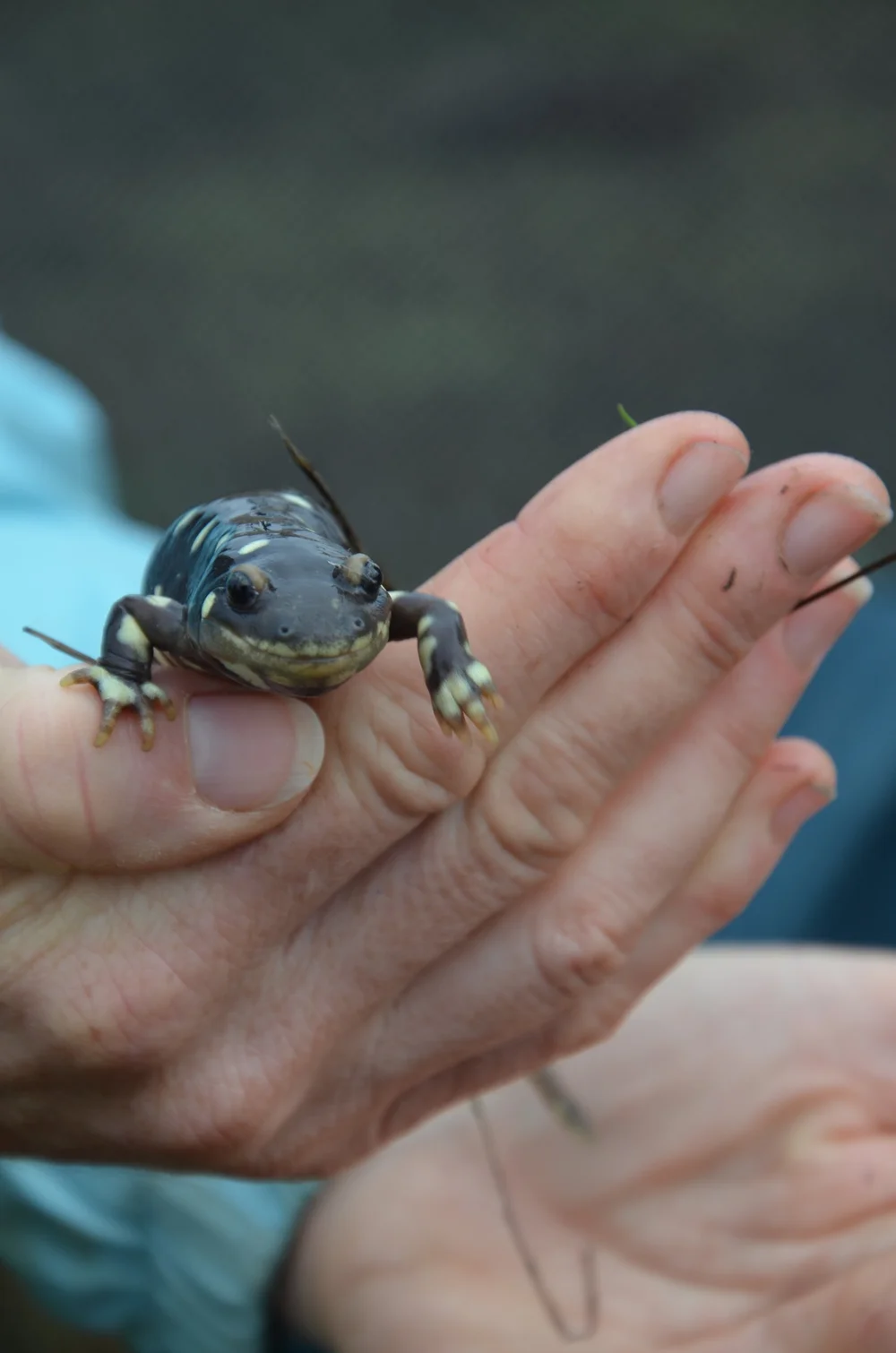 Case Studies — Animex Wildlife Fencing