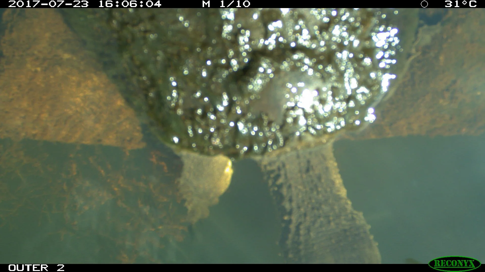 Turtle Fencing — Animex Wildlife Fencing