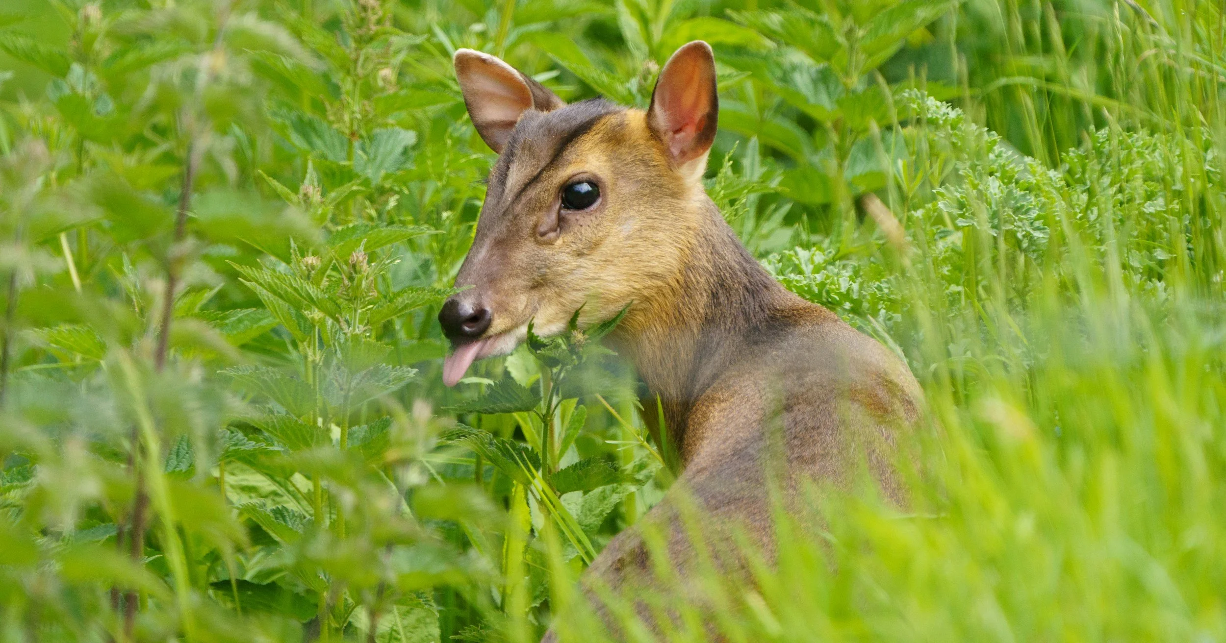 INVASIVE NON-NATIVE DEER SPECIES — WILDFORCE LTD