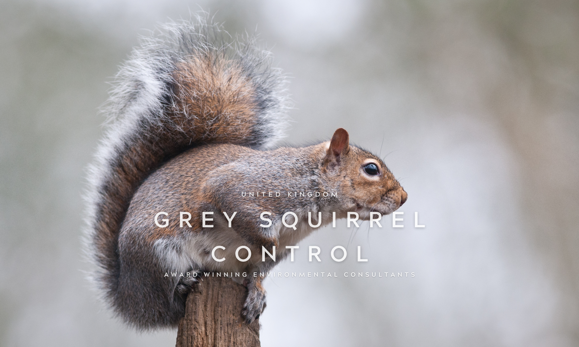 Grey Squirrel Control & Management UK | WILDFORCE LTD — WILDFORCE LTD