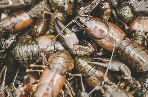 Signal Crayfish UK – Identification, Threats & Control Solutions ...