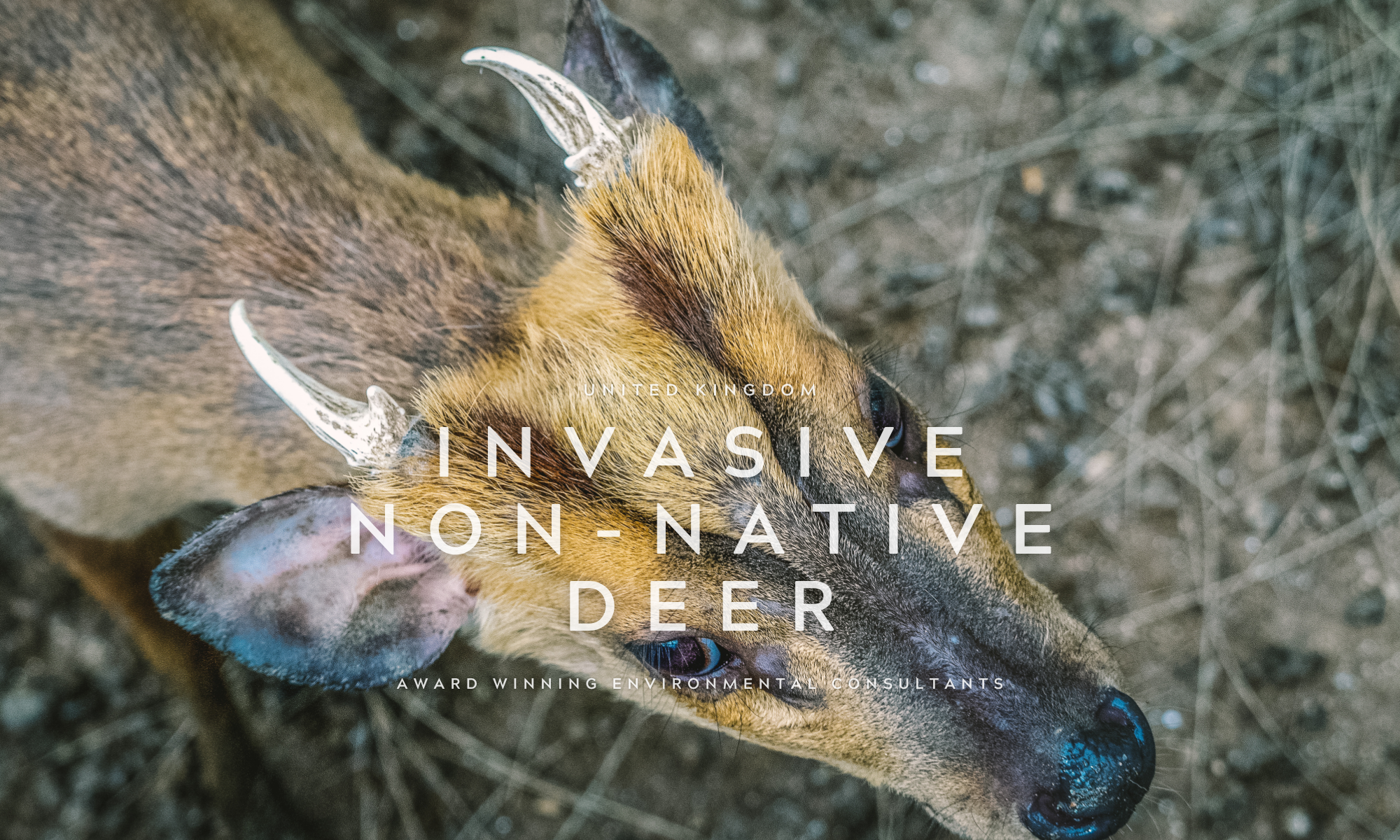 Invasive Deer Species