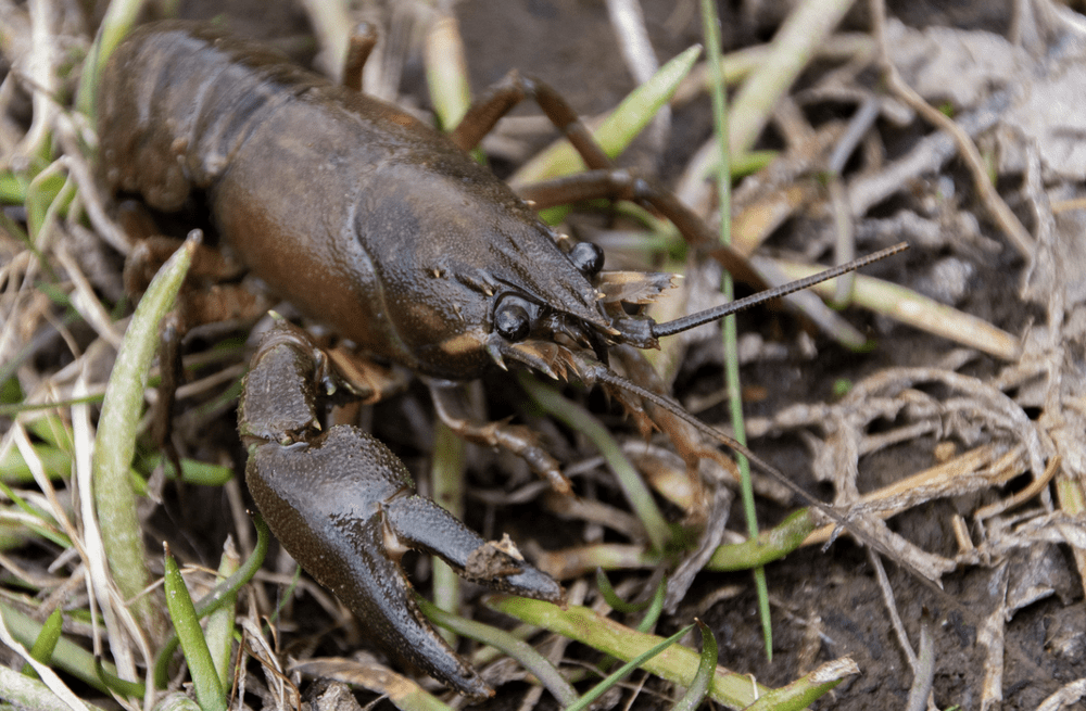 Signal Crayfish UK – Identification, Threats & Control Solutions ...