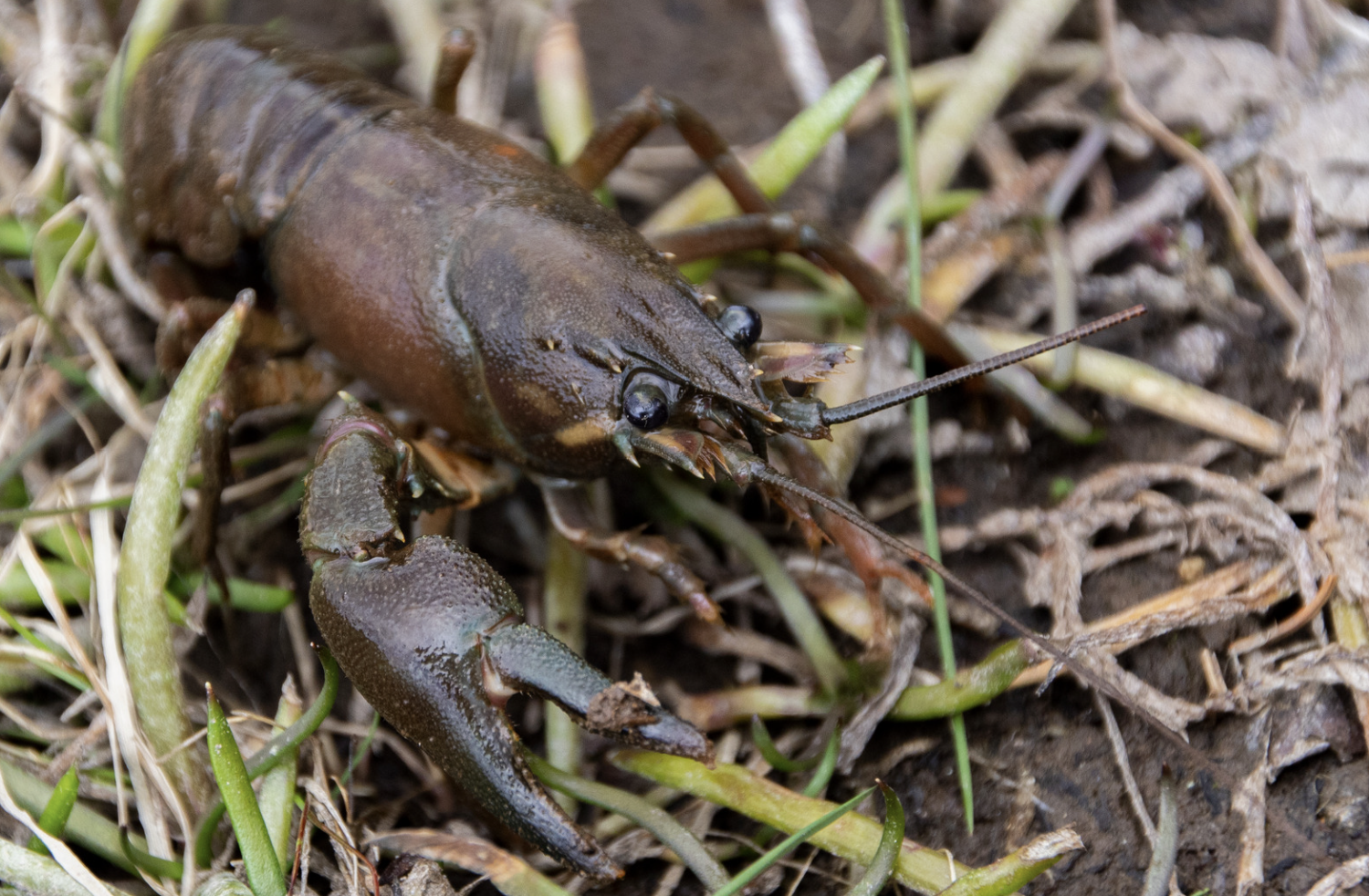 Signal Crayfish UK – Identification, Threats & Control Solutions ...