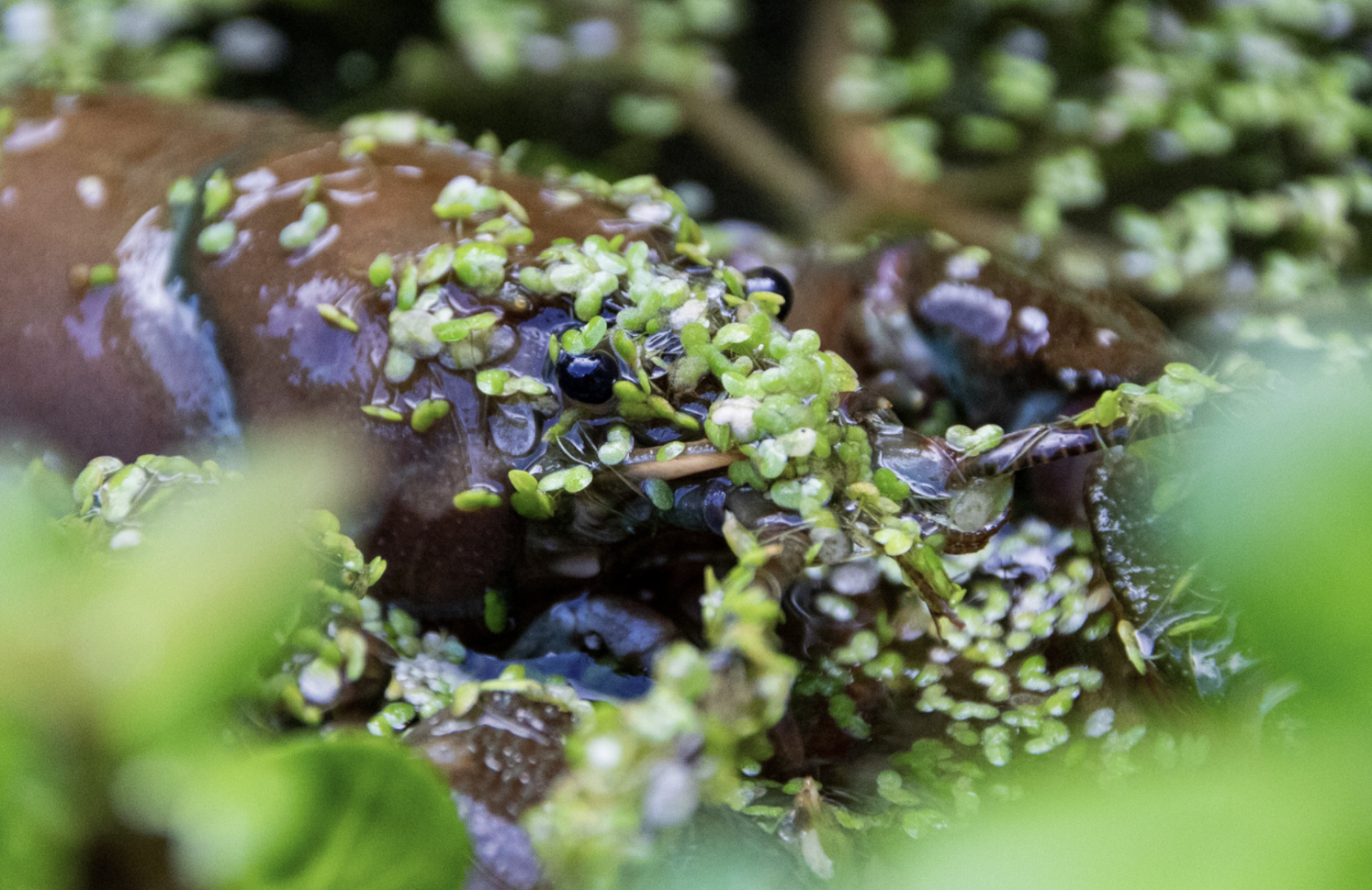 Signal Crayfish UK – Identification, Threats & Control Solutions ...