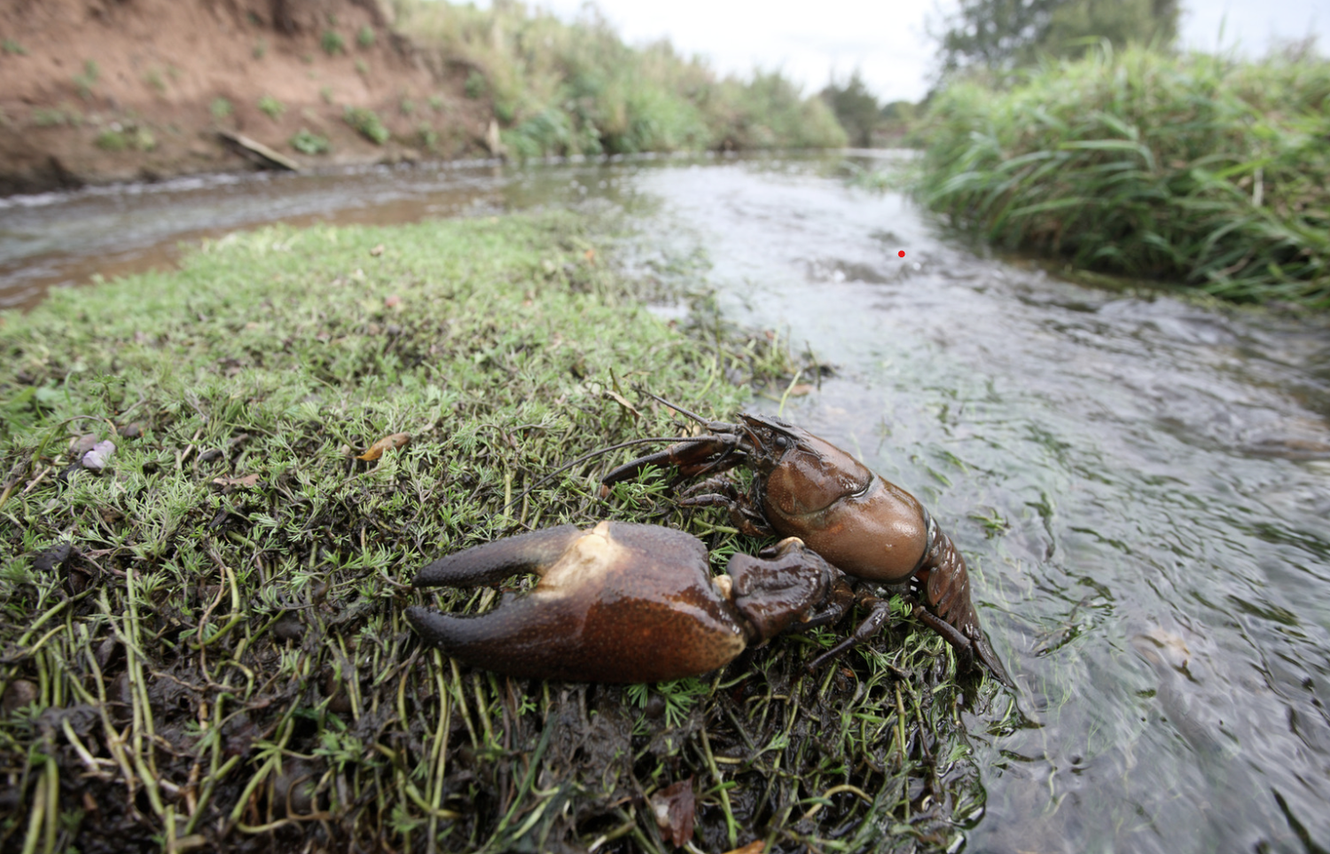 Signal Crayfish UK – Identification, Threats & Control Solutions ...