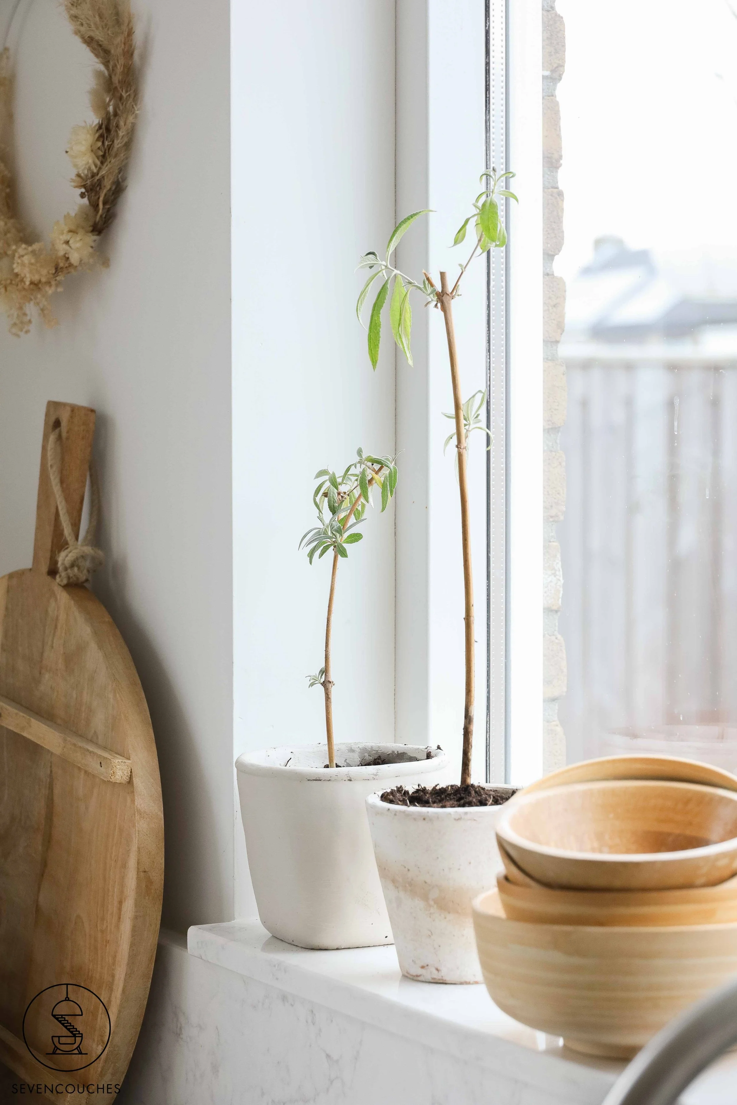 Zelf een vlinderstruik stekken? Zo doe je dat ( + tips voor snoeien in ...