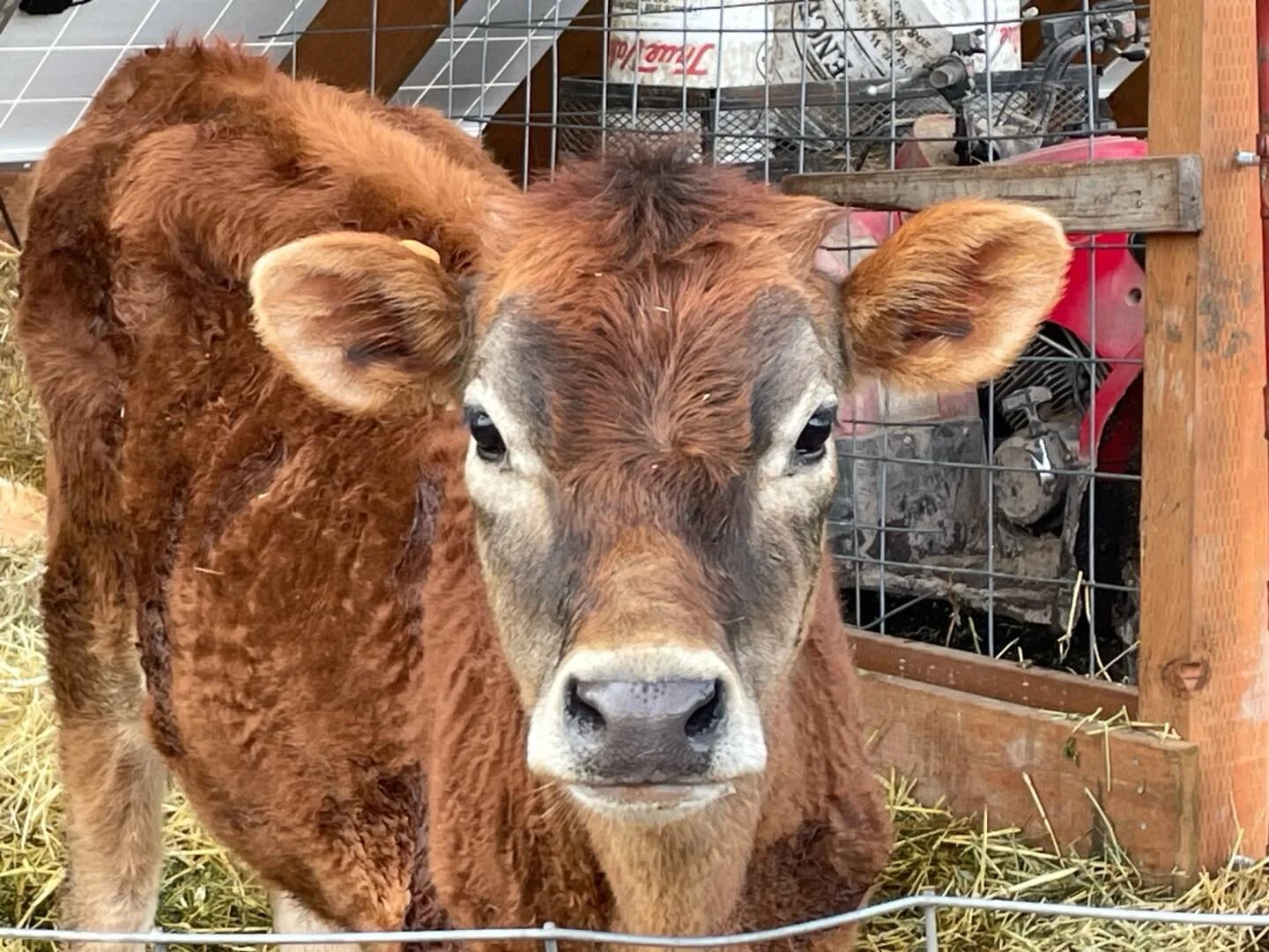 Blue Wildrye Farm | Pork, Beef, Milk | Princeton, ID