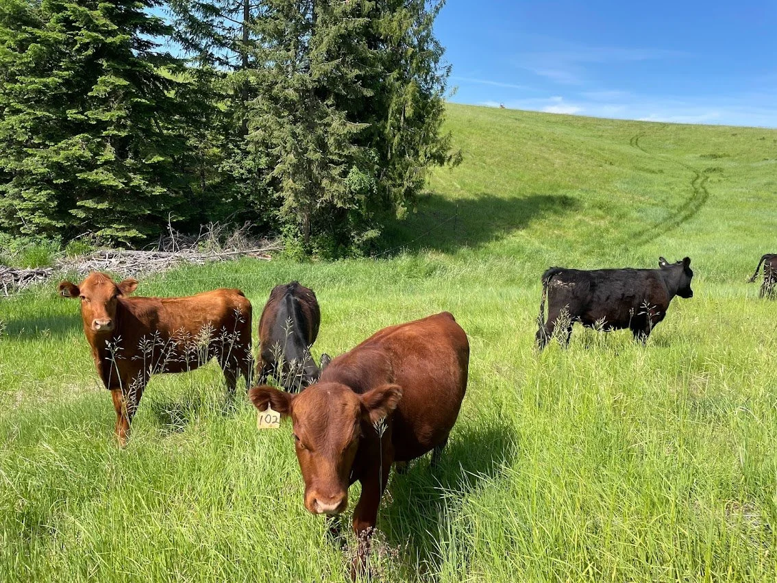 Permaculture | Explore Sustainable Farming Today — Blue Wildrye Farm