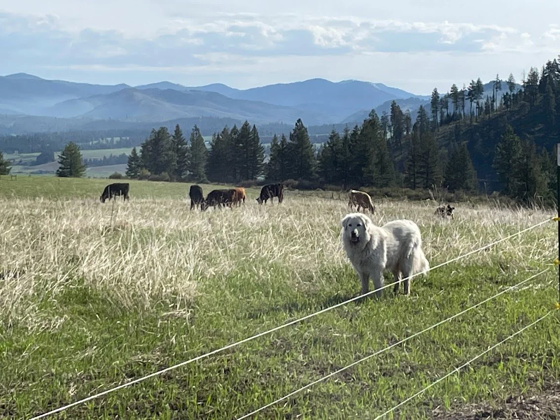 Blue Wildrye Farm | Pork, Beef, Milk | Princeton, ID