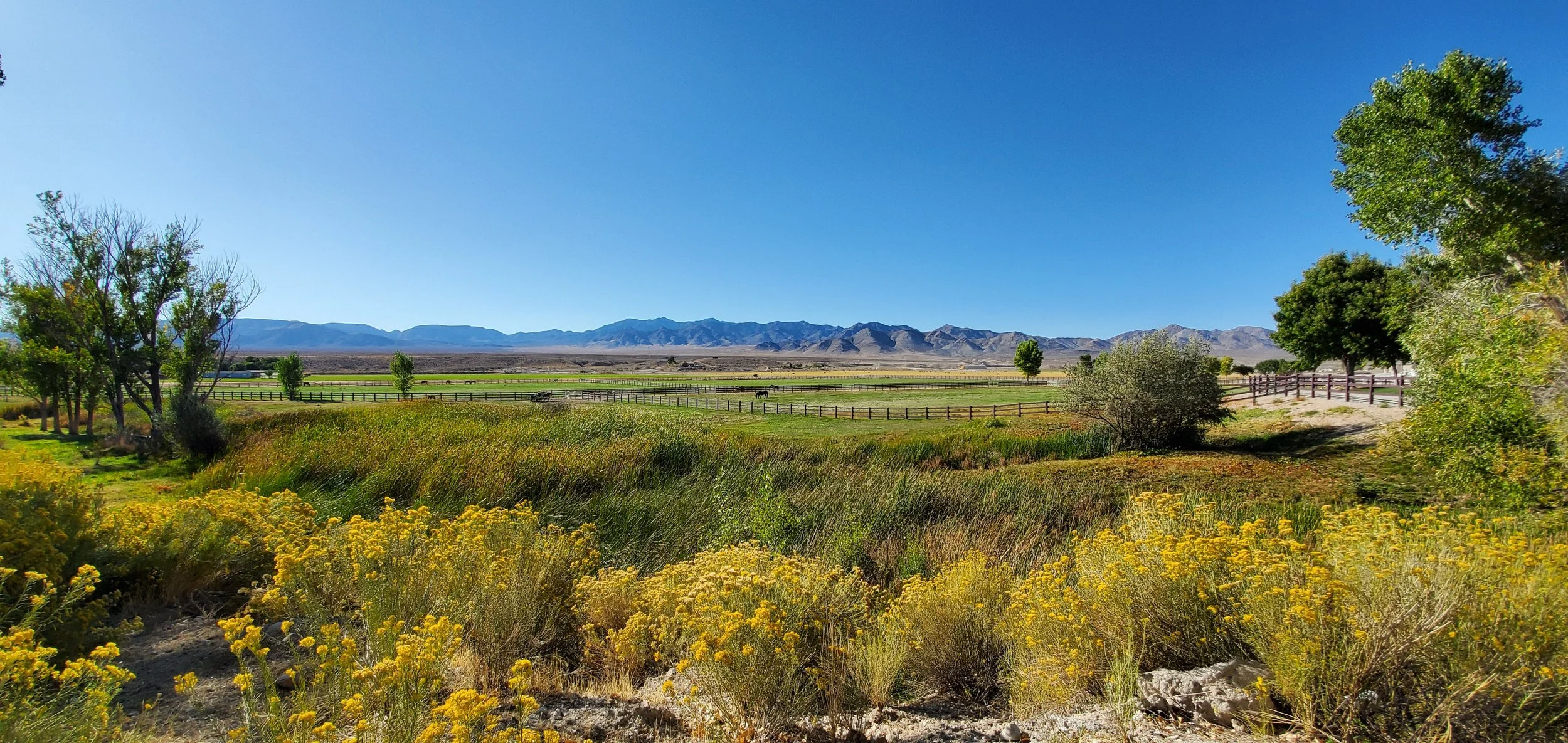 Cannon Ranch | Elite Angus/Hereford Cattle & Quality Hay