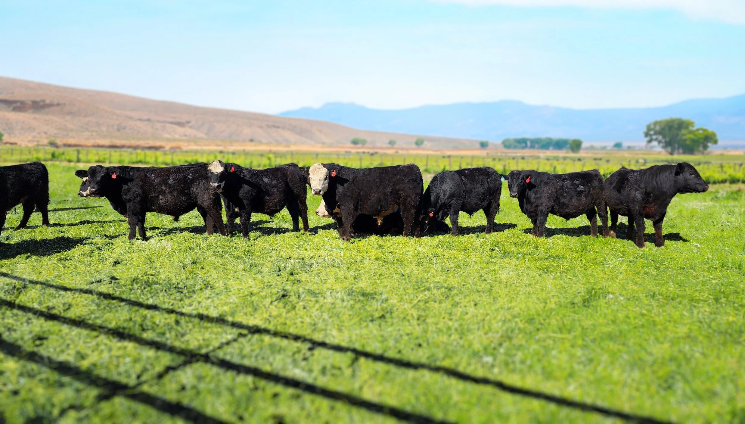 Cattle | Cannon Ranch