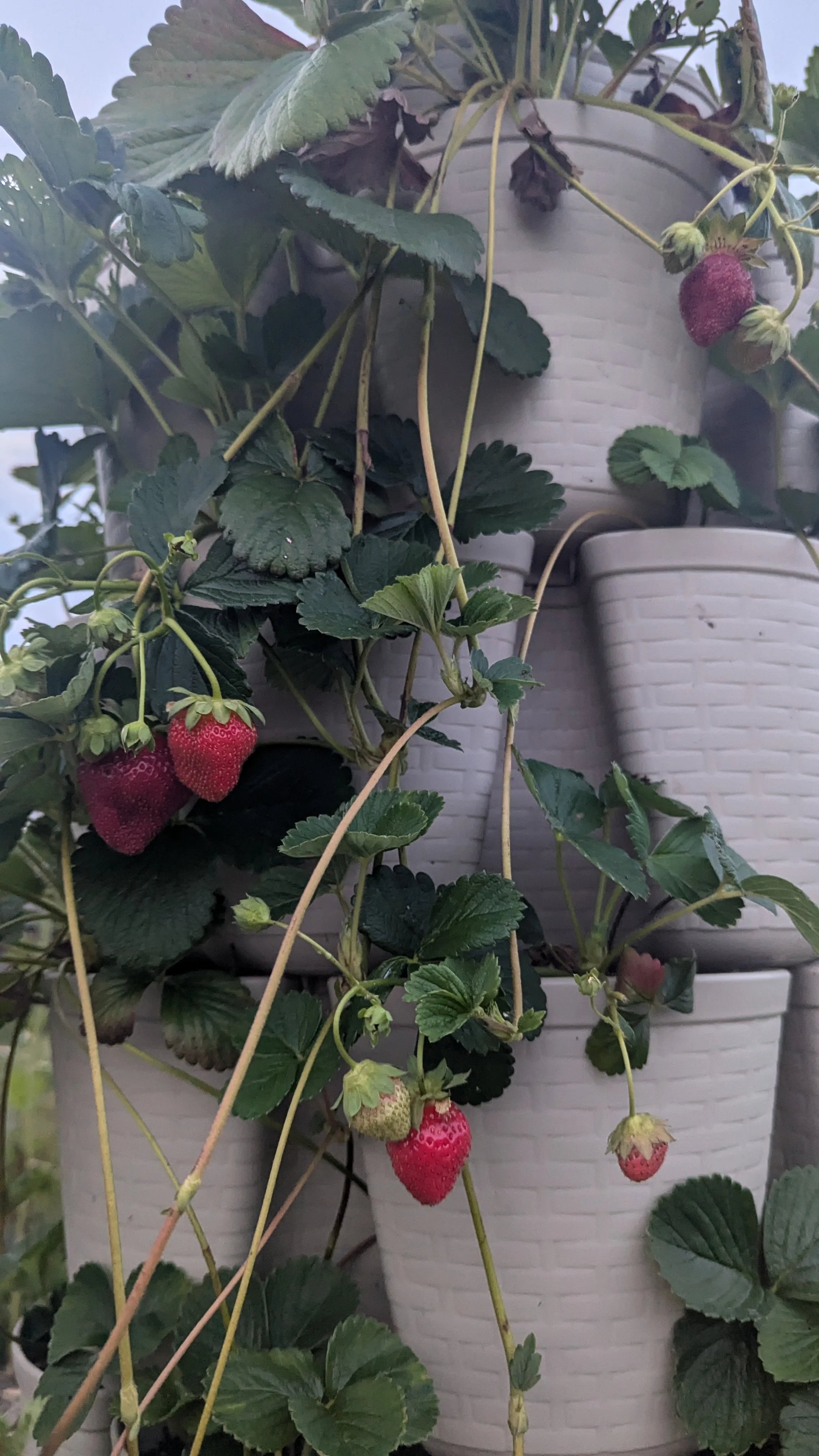 Top Fast-Growing Berries for Your Garden: Easy and Productive Varieties ...