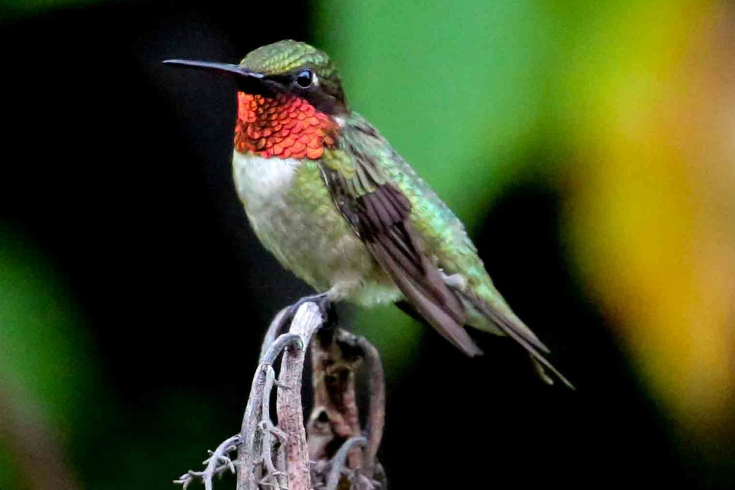 Soaring Beauties: Virginia’s Hummingbird-Friendly Trees — BREEMAR ...