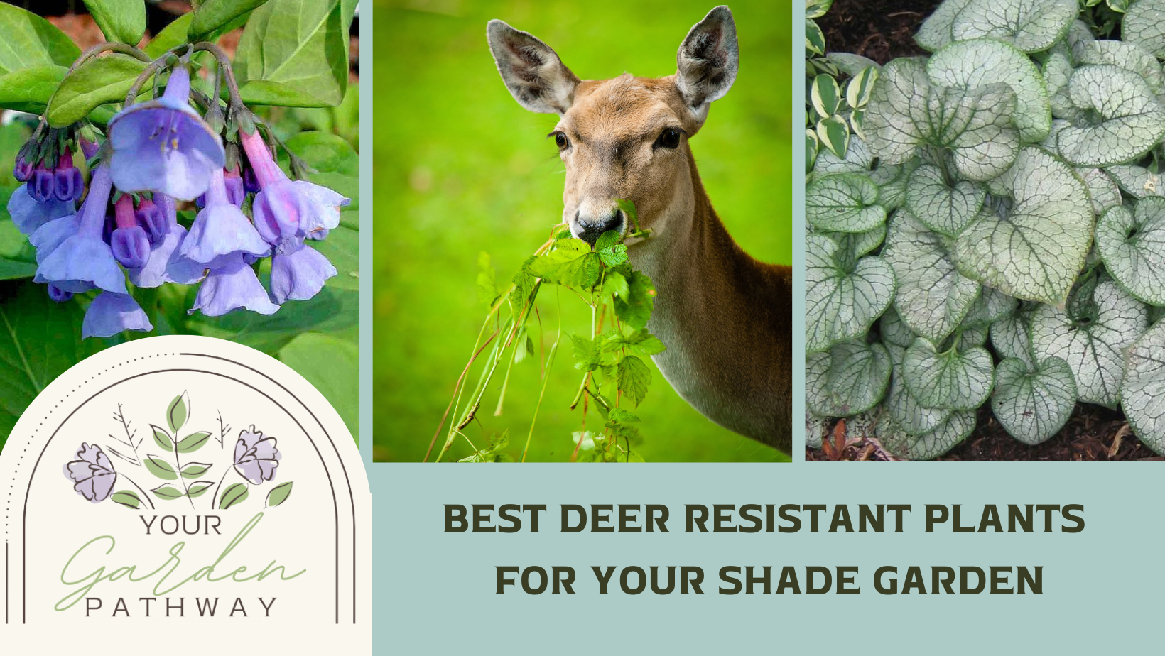 Printable List Of Deer Resistant Plants [2025]