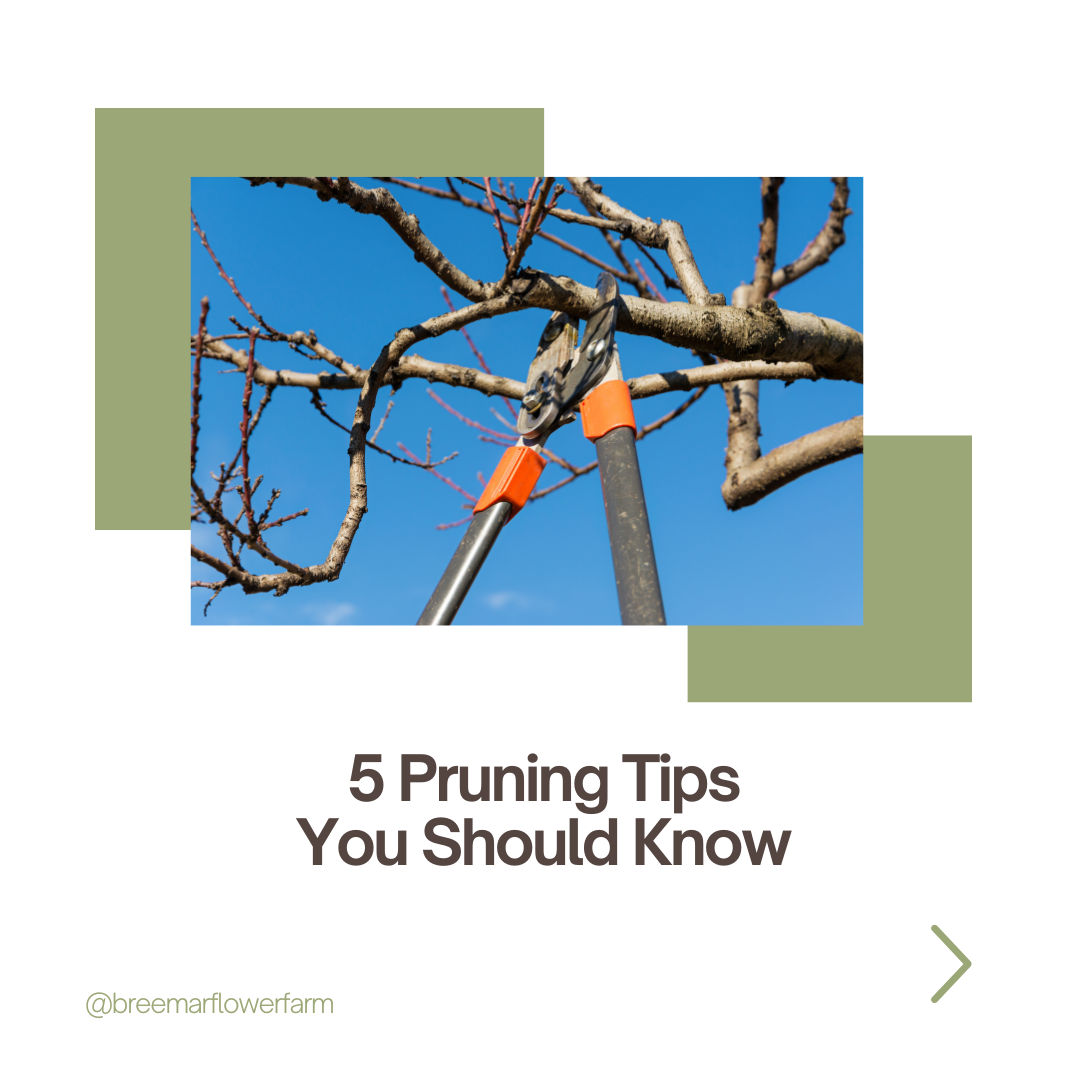 Master Gardener Training Series: Tree Pruning — BREEMAR FLOWER FARM ...