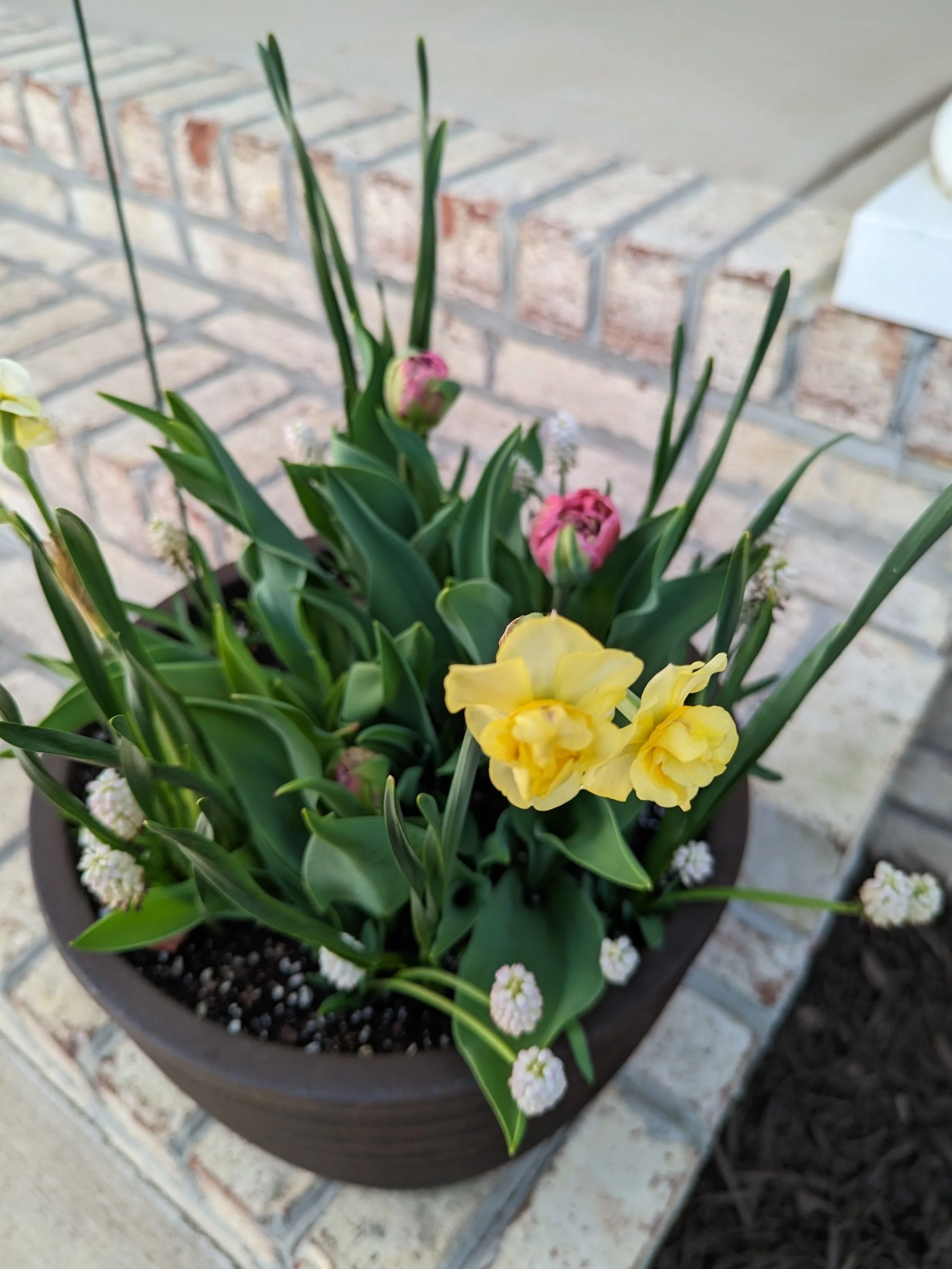 How To: Spring Container Garden to Pot Up Now — BREEMAR FLOWER FARM ...