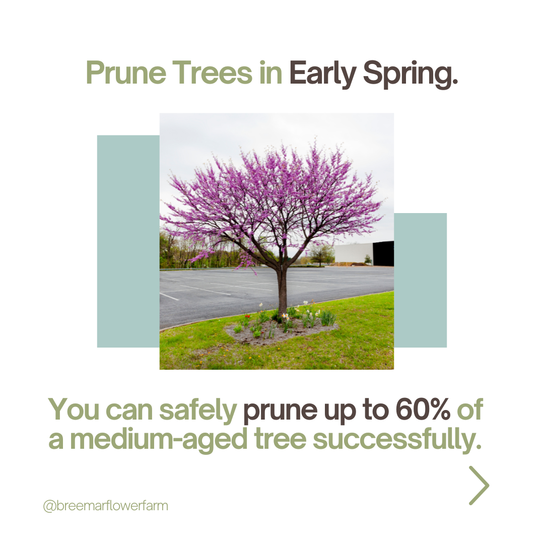 Master Gardener Training Series: Tree Pruning — BREEMAR FLOWER FARM ...