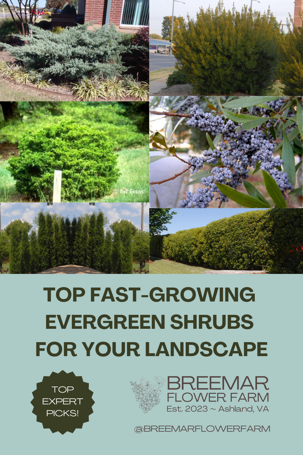 Top Fast-Growing Evergreen Shrubs for Your Landscape: Expert Picks for ...