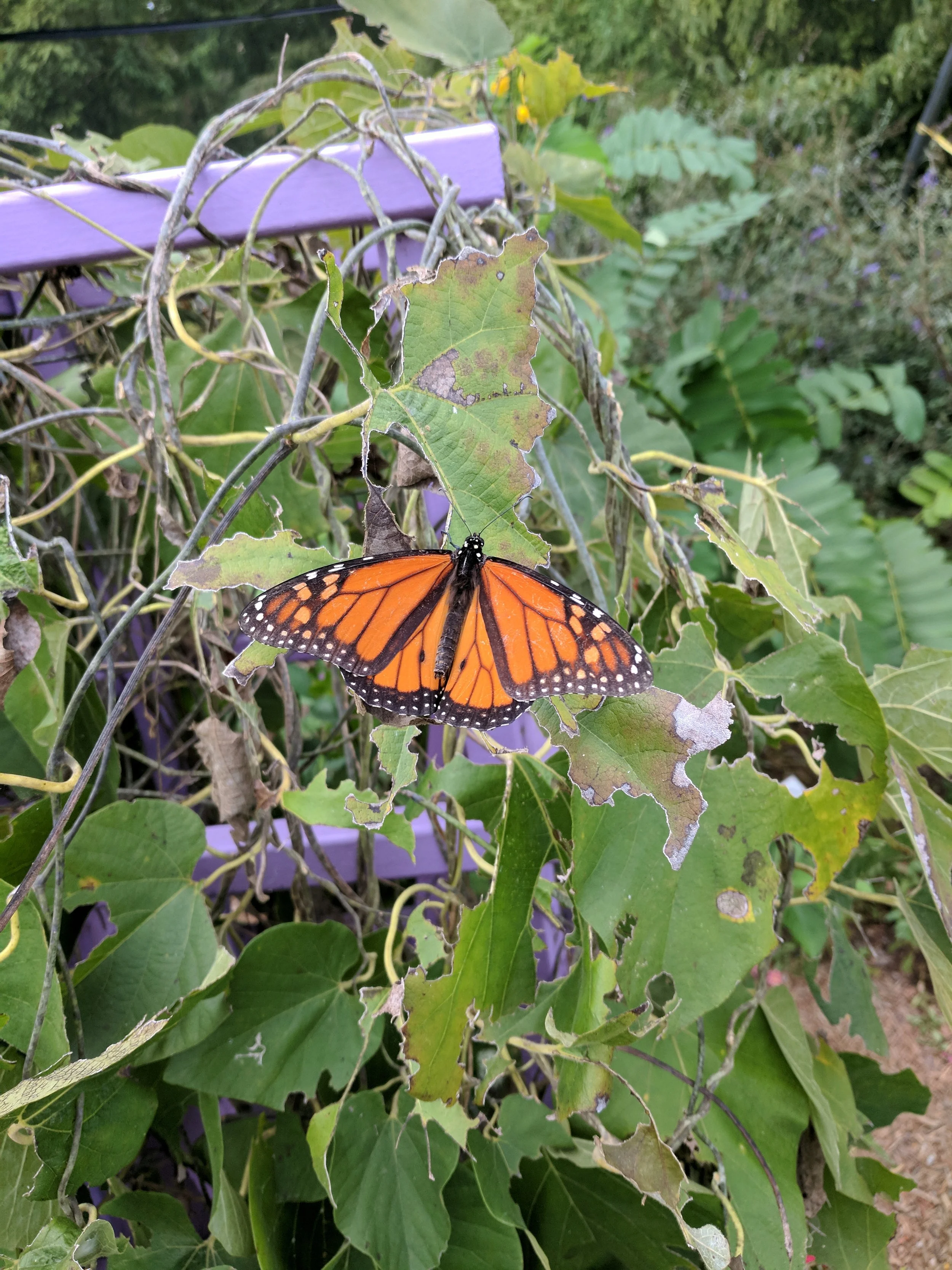 Monarch Migration and How You Can Help — BREEMAR FLOWER FARM, Ashland, VA
