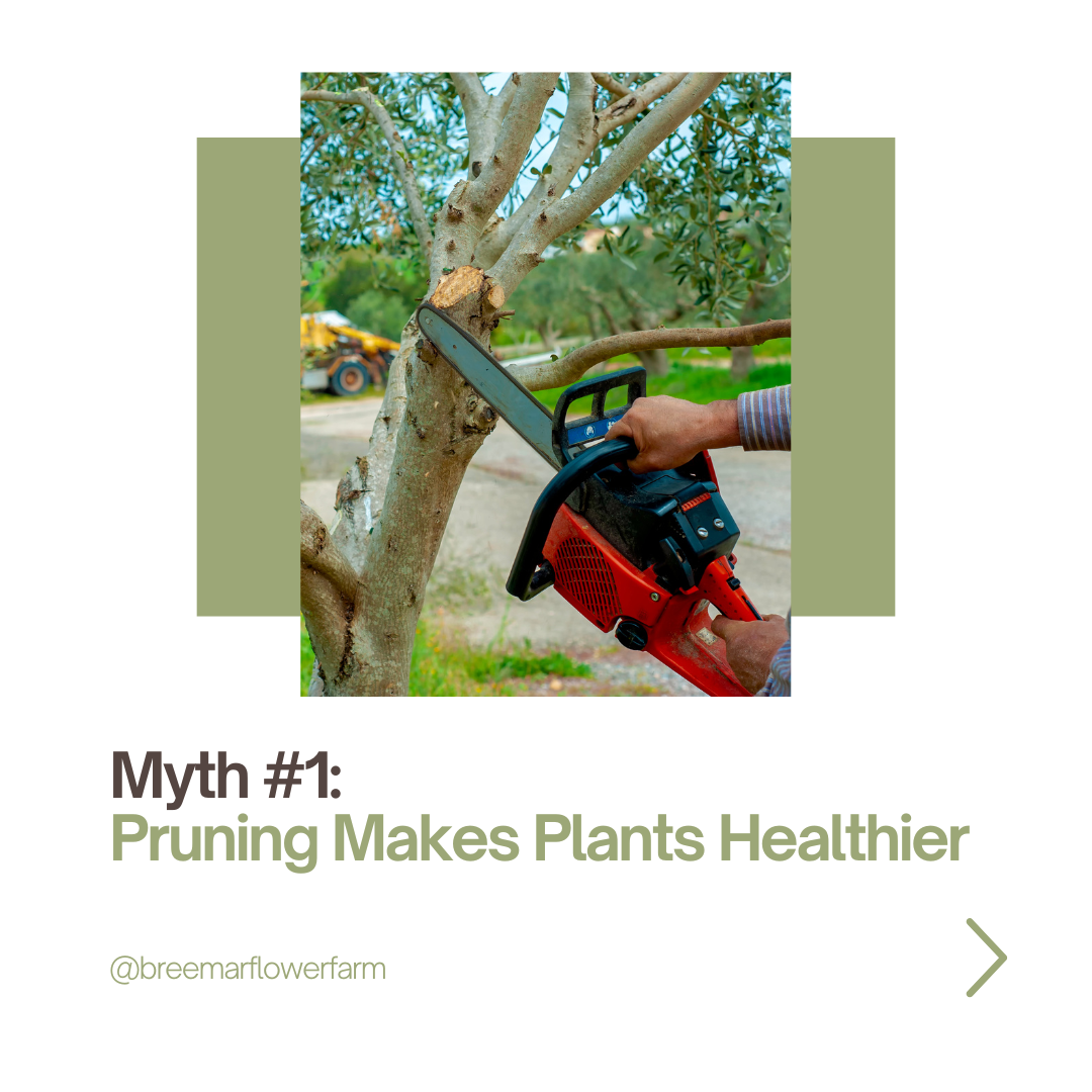 Master Gardener Training Series: Tree Pruning — BREEMAR FLOWER FARM, Ashland, VA