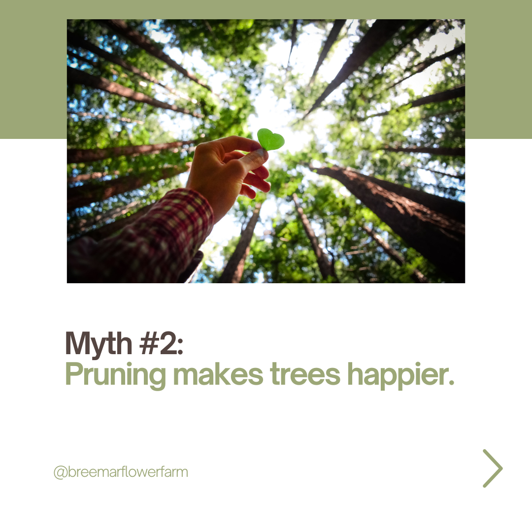 Master Gardener Training Series: Tree Pruning — BREEMAR FLOWER FARM ...