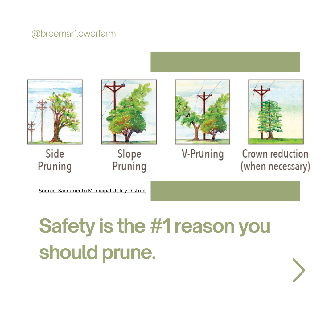 Master Gardener Training Series: Tree Pruning — BREEMAR FLOWER FARM ...