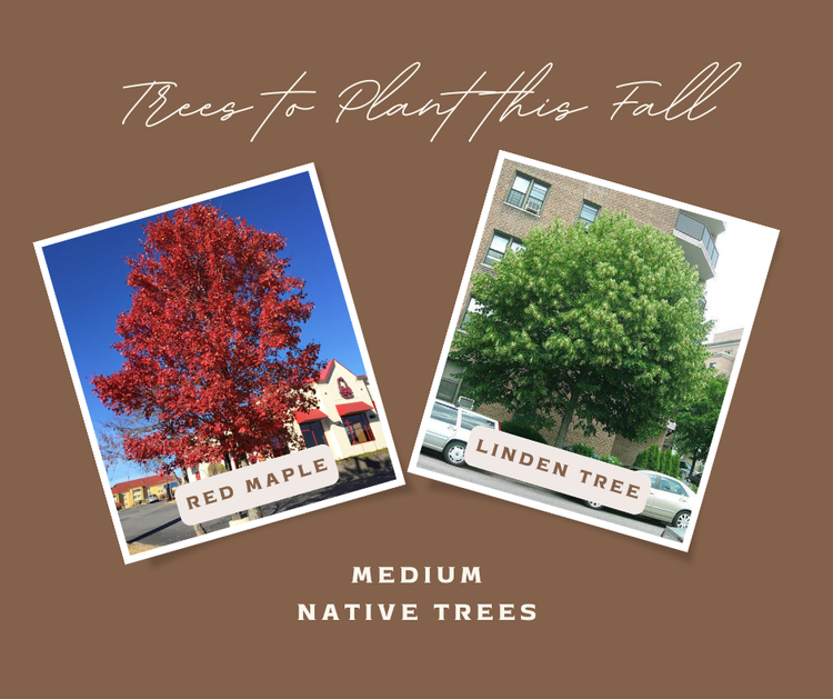 Best Trees to Plant This Fall for a Strong Spring Start — BREEMAR ...
