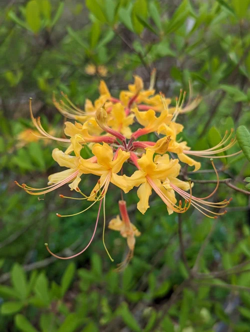 Planting Native Azaleas Successfully in Clay Soil — BREEMAR FLOWER FARM ...