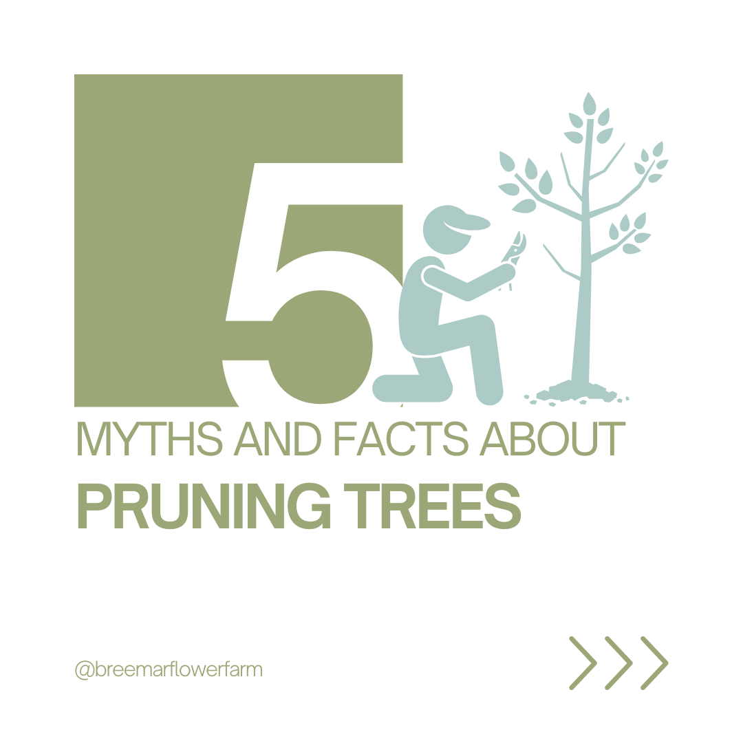 Master Gardener Training Series: Tree Pruning — BREEMAR FLOWER FARM ...